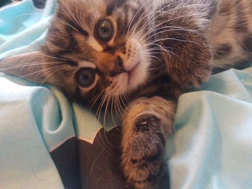 Котик, Читайте описание