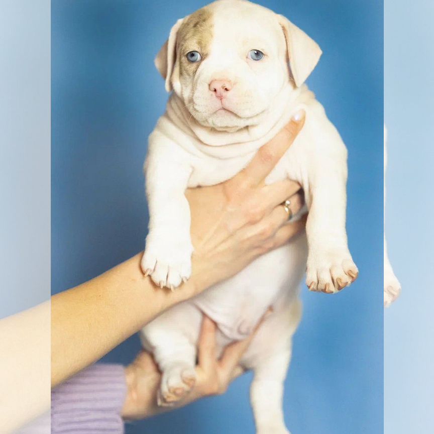 Мальчик Американский Булли