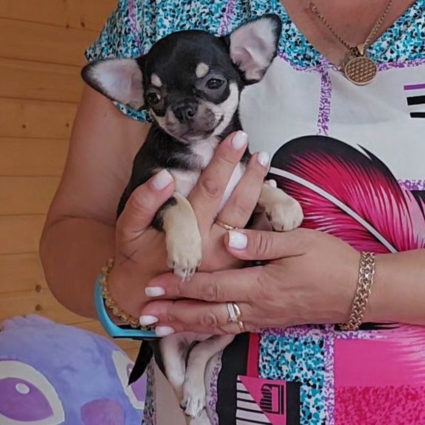 Девочка чихуахуа Славянка