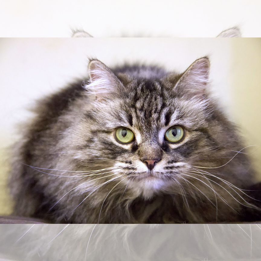 Взрослая кошка из приюта