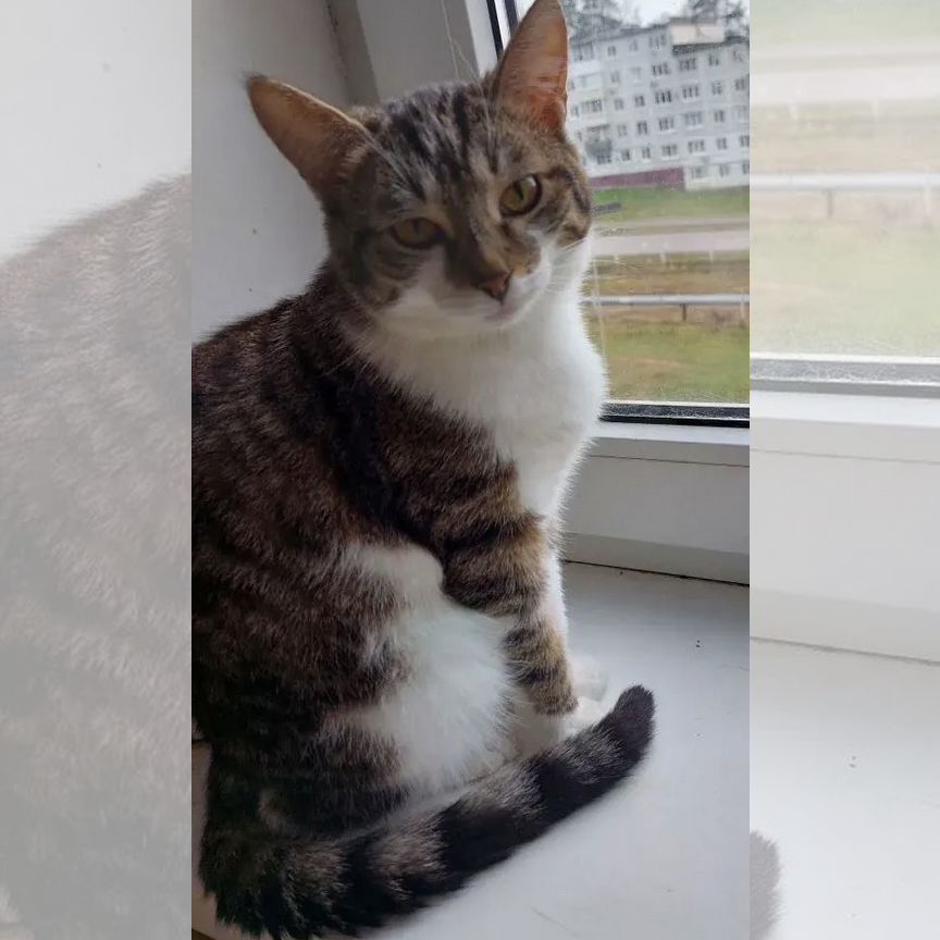 Взрослая, кошка в добрые руки