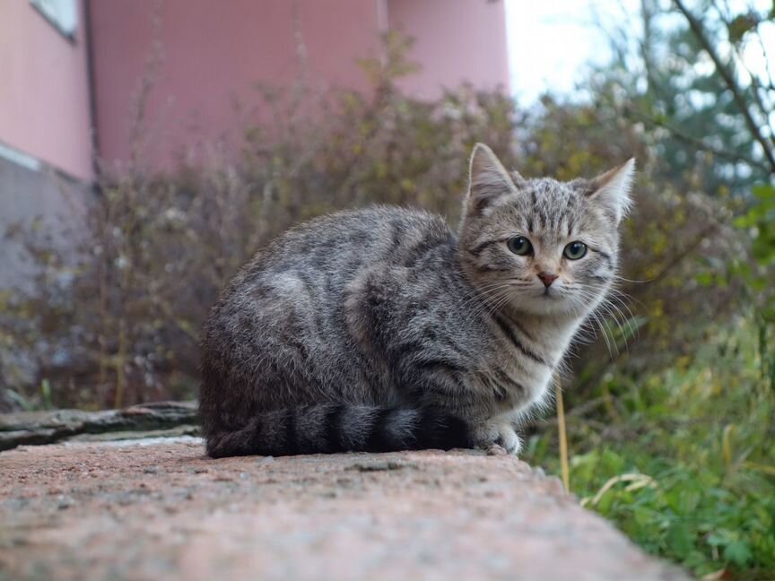 Котята 3 мес