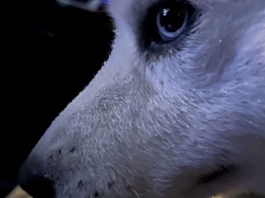 Хаски в добрые руки