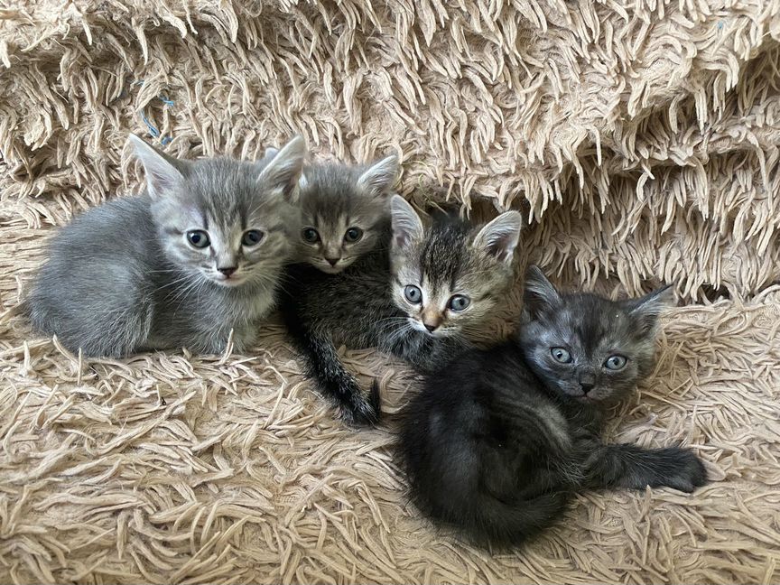 Котята в добрые руки