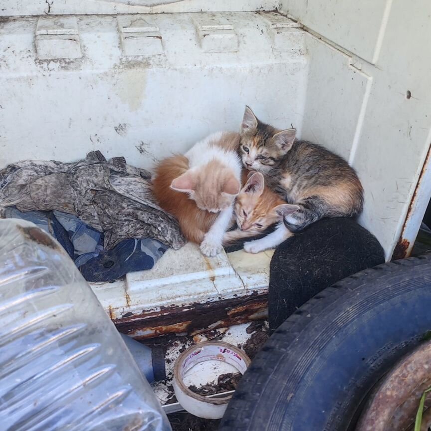 Котята в добрые руки бесплатно