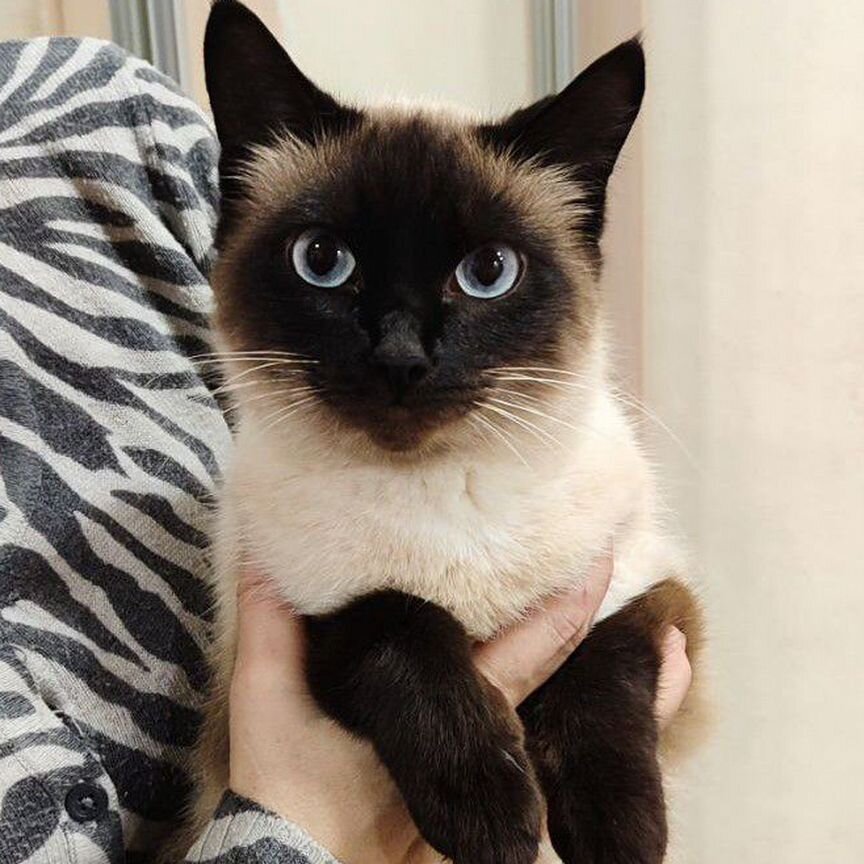 Сиамская кошечка