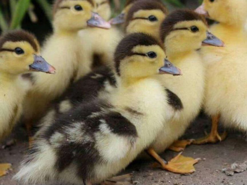 Продам цыплят индоутки