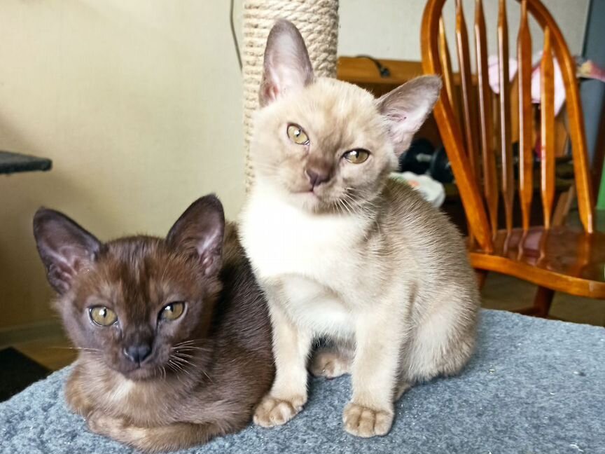 Бурманские котята с документами