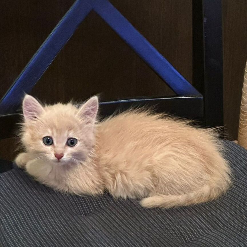 Рыжий котенок девочка