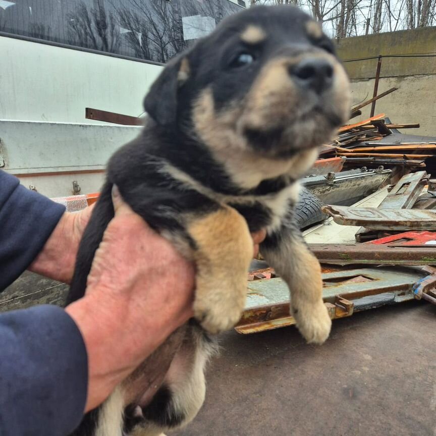 Отдам в добрые руки щенков