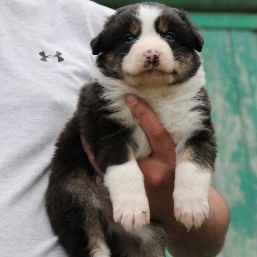 Щенки австралийской овчарки Екатеринбург