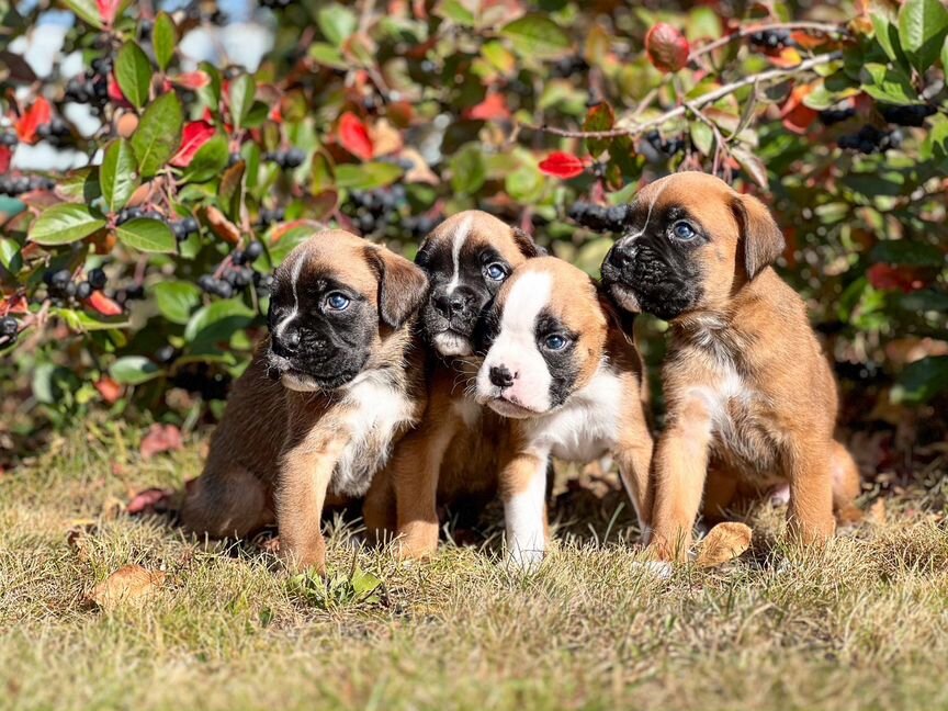 Щенки немецкого боксера