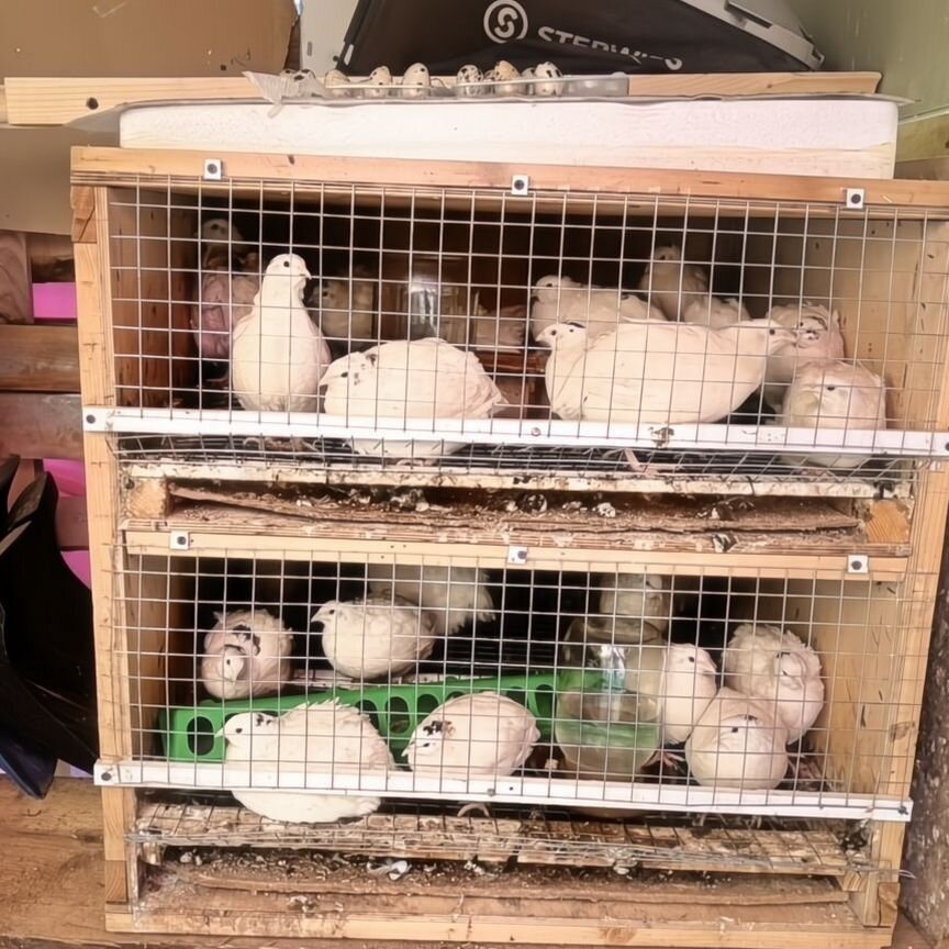 Перепелки несушки Техасцы