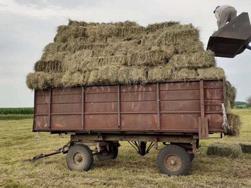 Сено в тюках степное