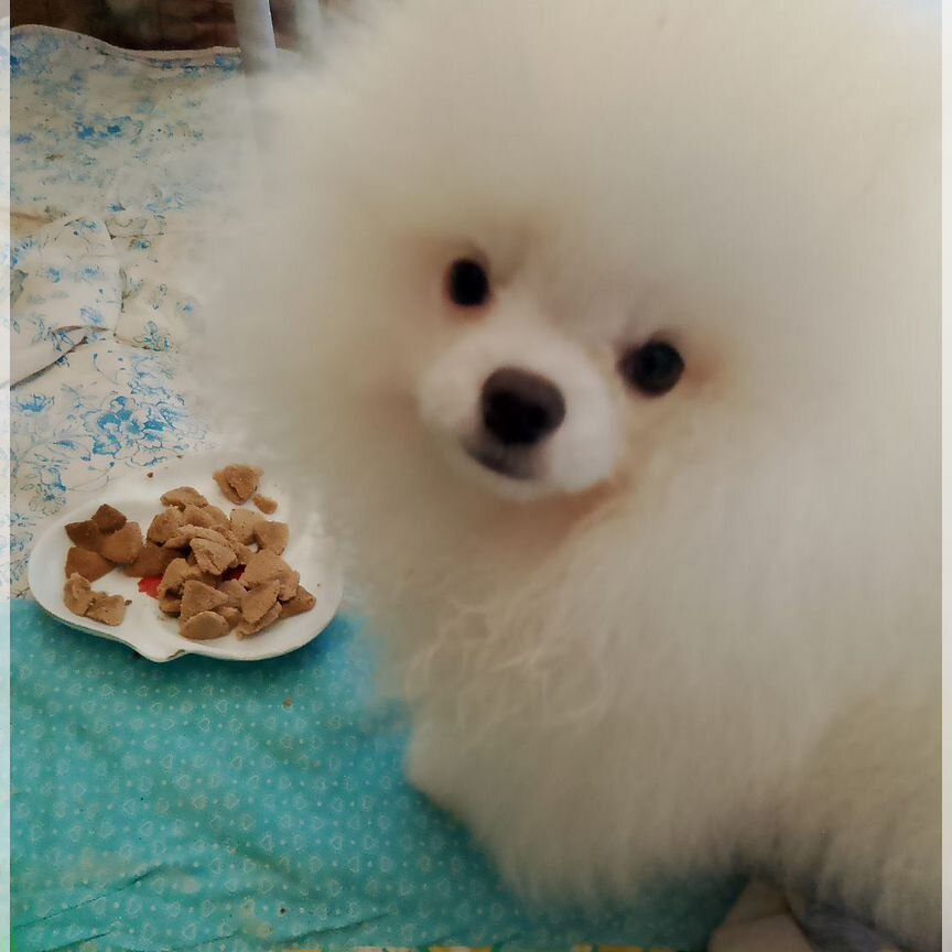 Померанский шпиц, щенок