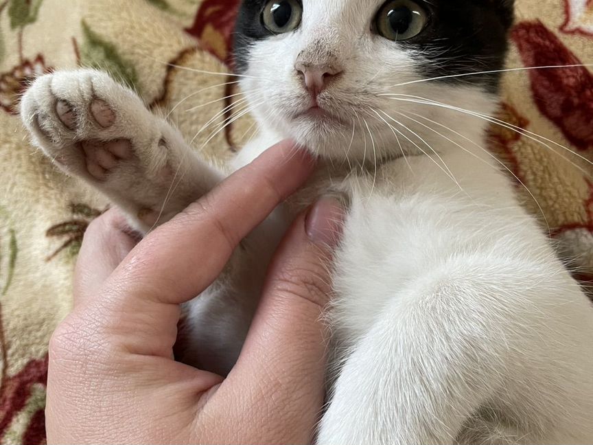 Котенок