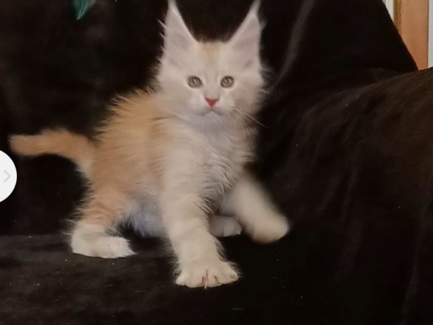 Котик мейн-кун. Красное серебро
