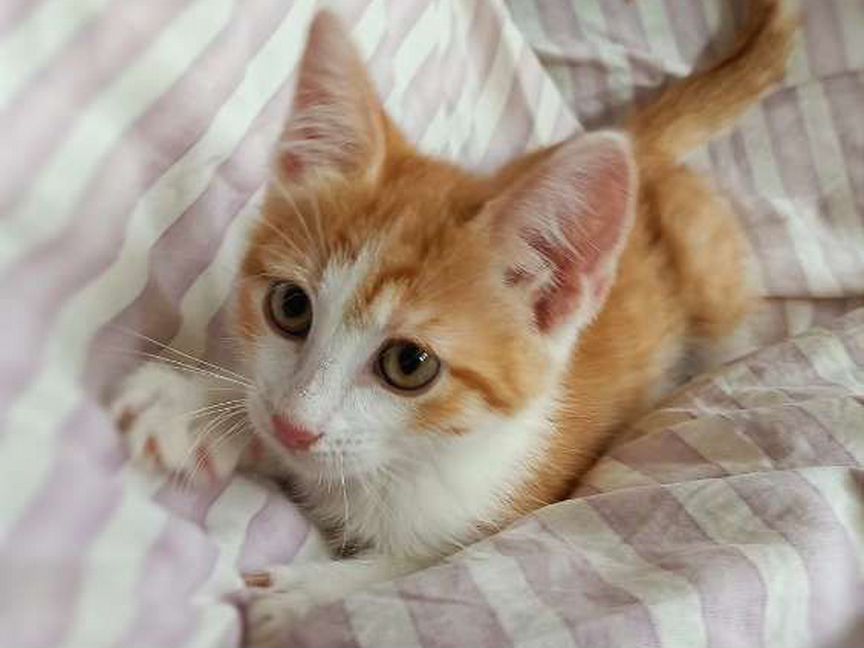 Котенок Зайчик в добрые руки