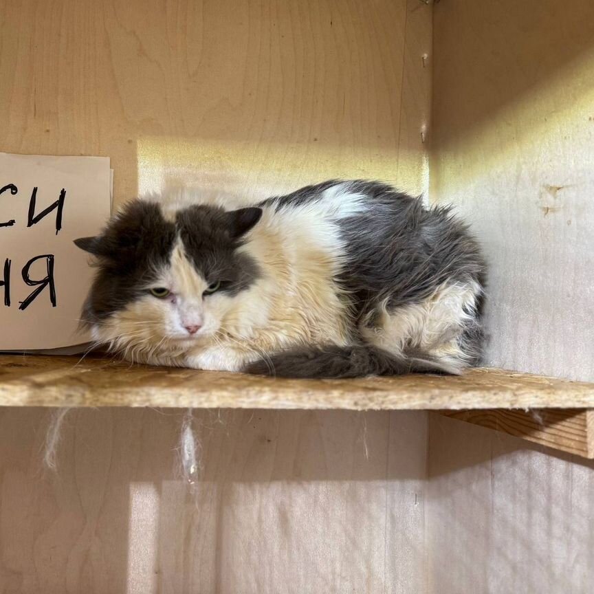 Взрослый кот в добрые руки