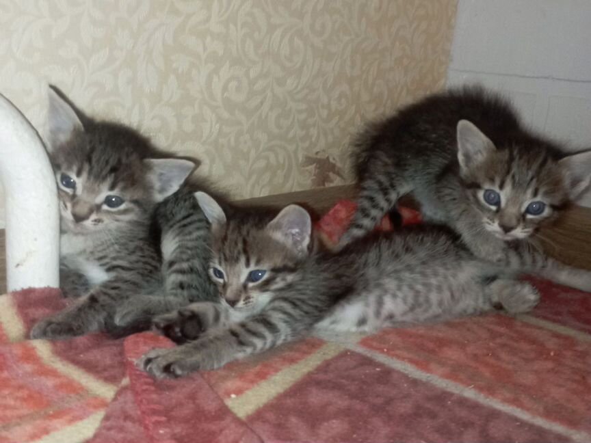 Котята метисы