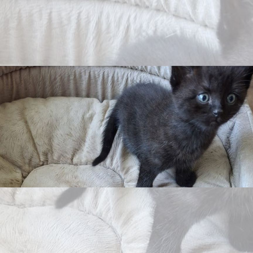 Британский короткошёрстный котёнок