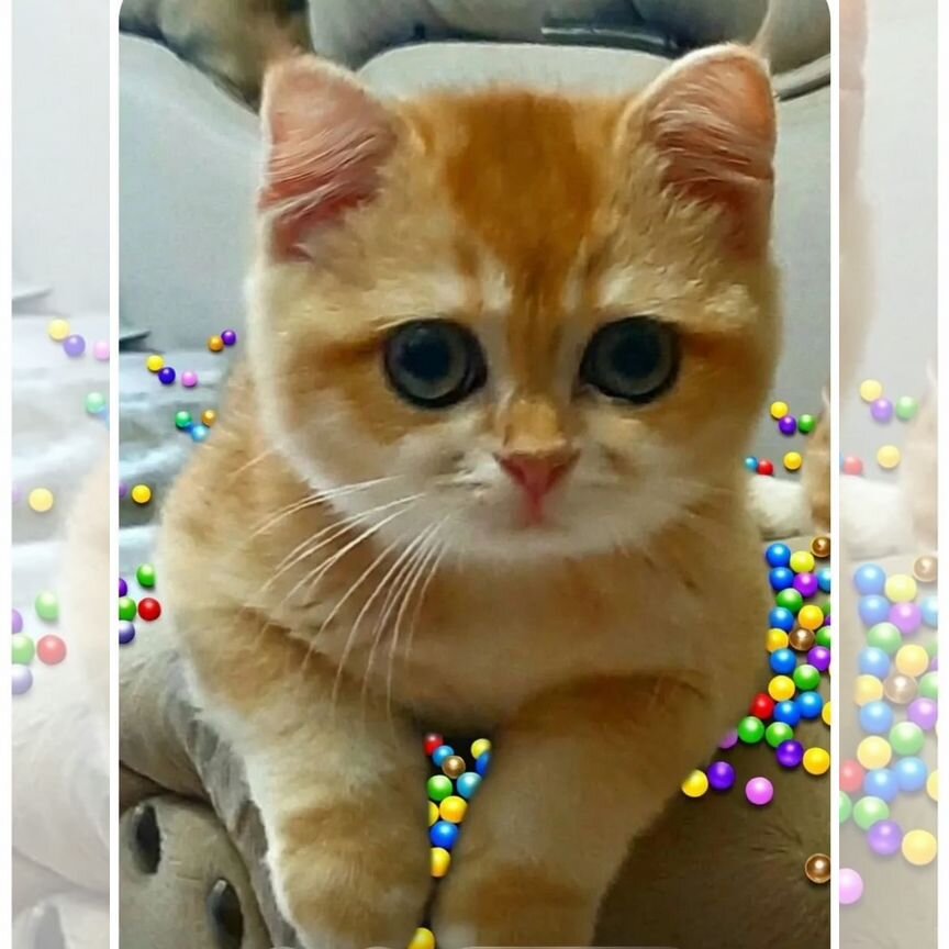 Британский короткошёрстный котёнок