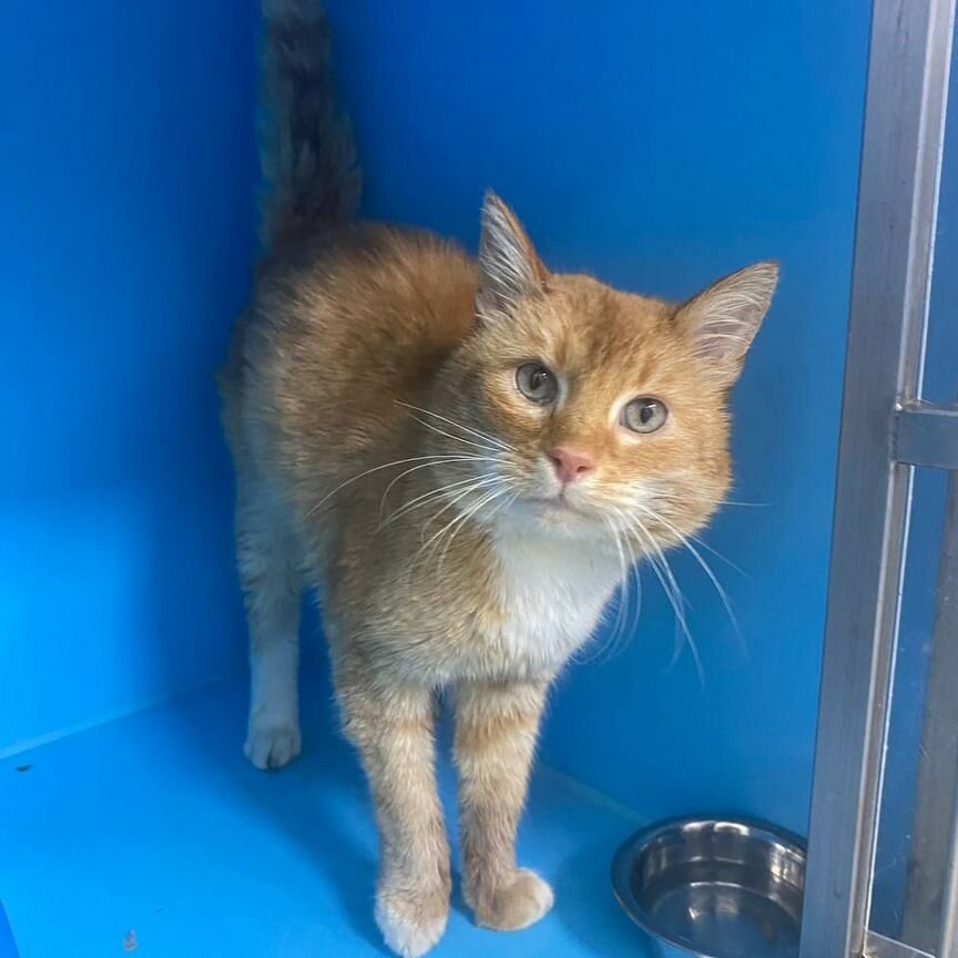 Ласкового Бонифация на холод. Ему нужен дом