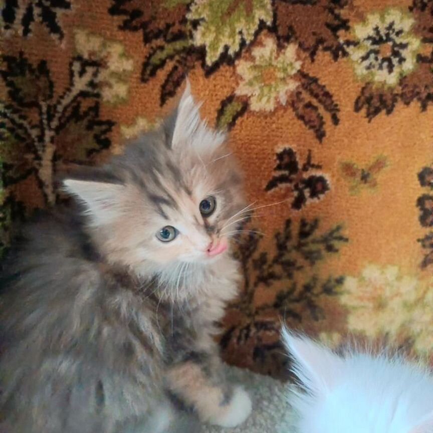 Котята мейнкуна