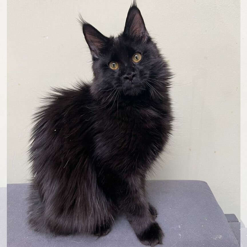 Мейн-кун котёнок