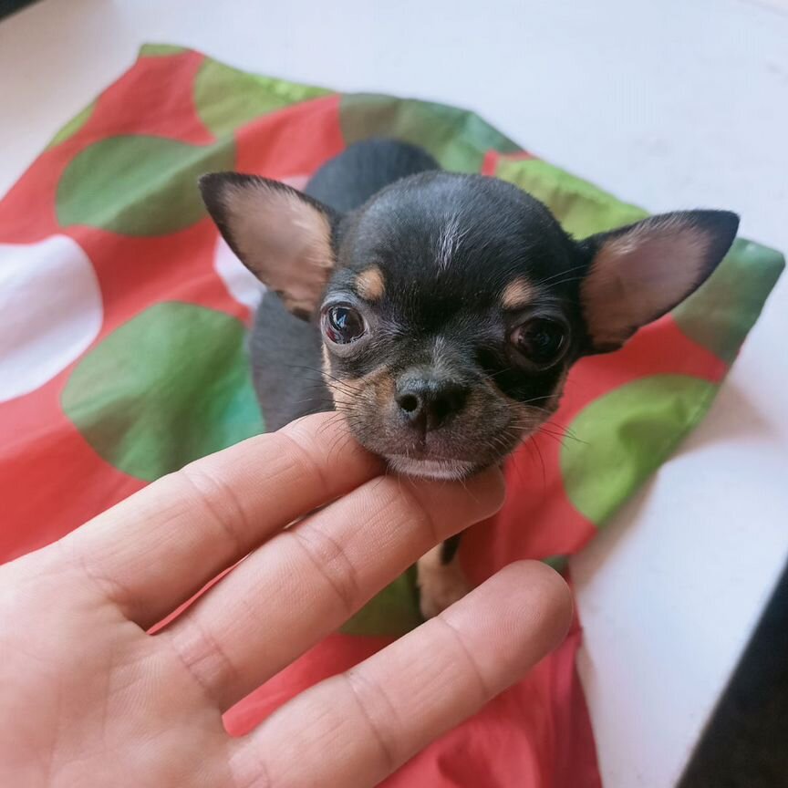 Маленький мальчик