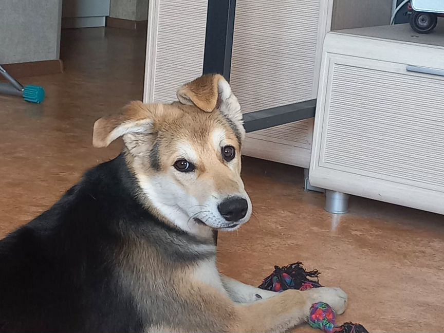 В добрые руки молодой пёс