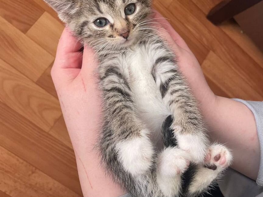 Маленькая котодевочка Гаечка