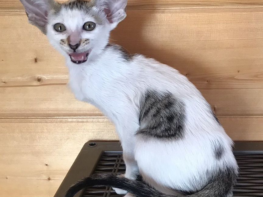 Ориентальные котята