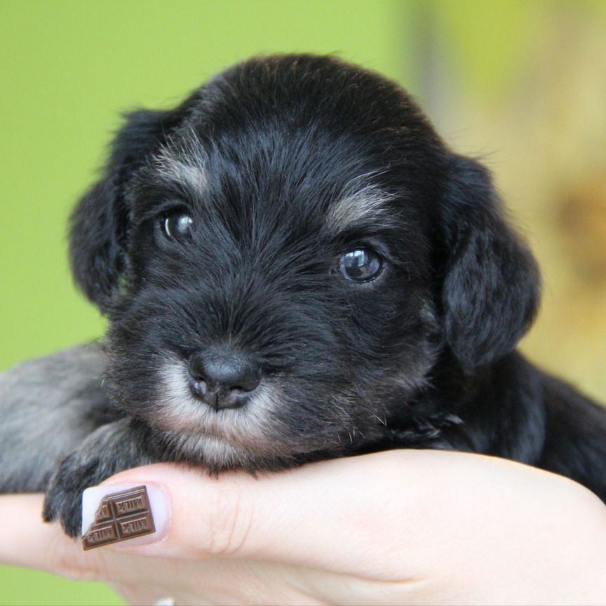 Цвергшнауцер