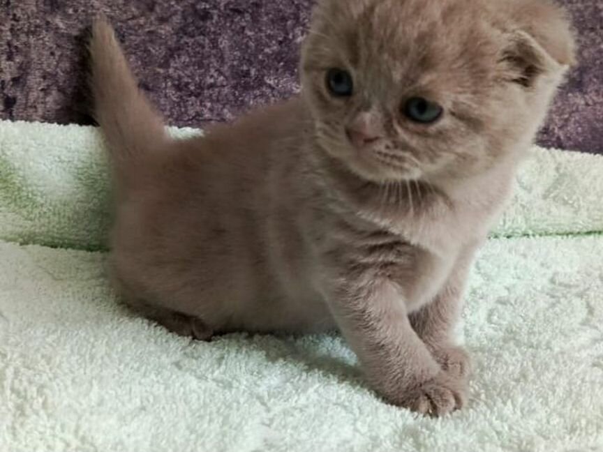 Шотландские малышки