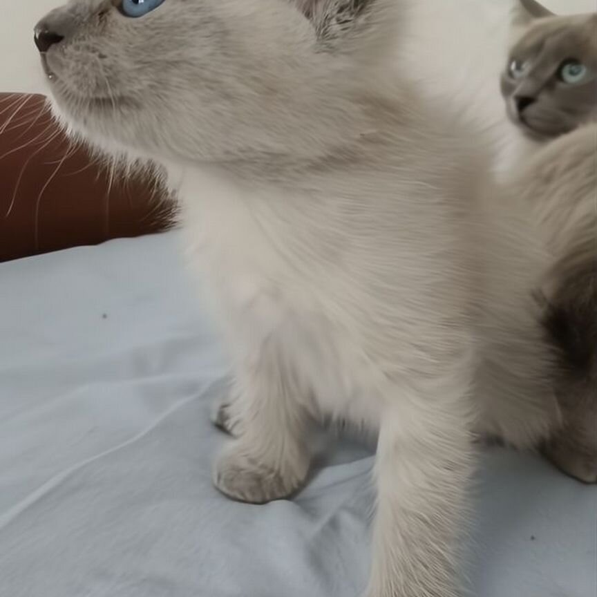Сиамский котёнок