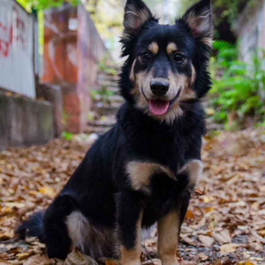 Малышка Буду в добрые ручки