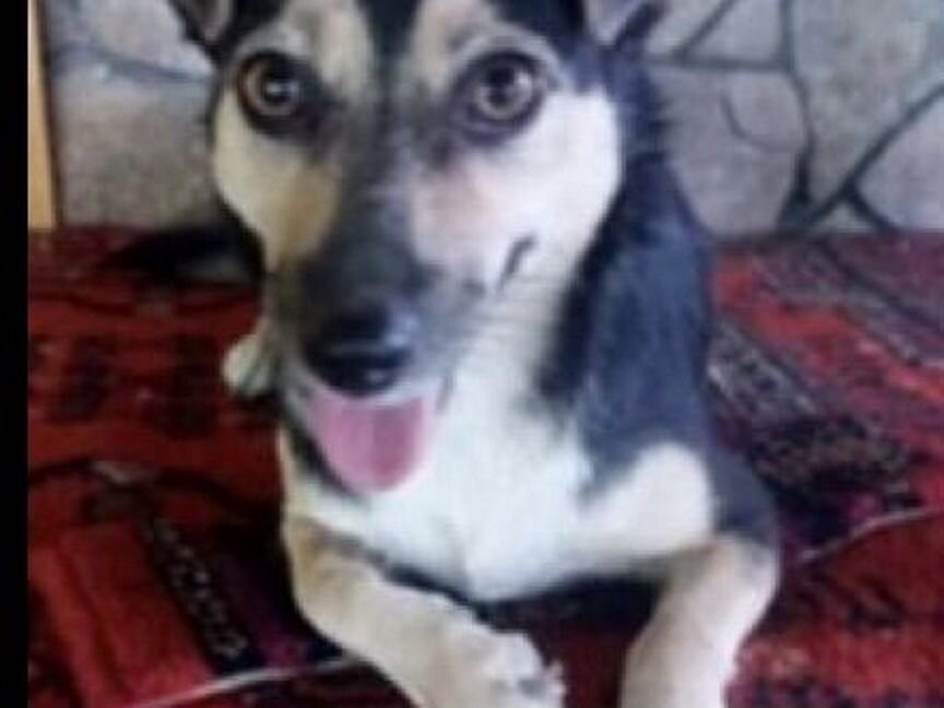 Умная собачка Соня, 7.5 кг - в добрые руки