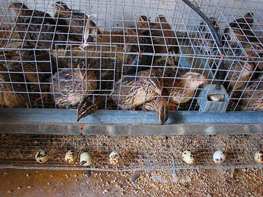 Перепелки несушки