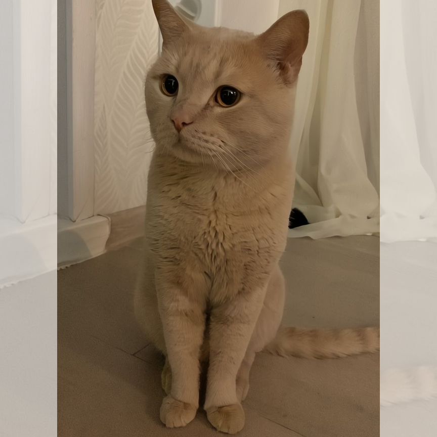 Британский короткошёрстный, взрослый кот