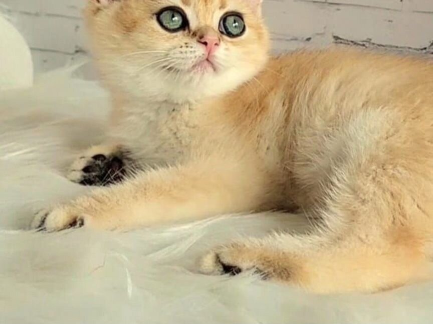 Шотландский котенок девочка
