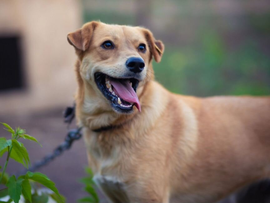 Собака ищет дом. Идеально в семью с детьми