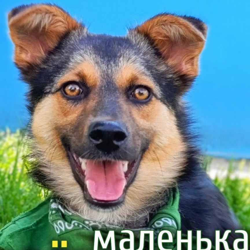 Щенок в добрые руки