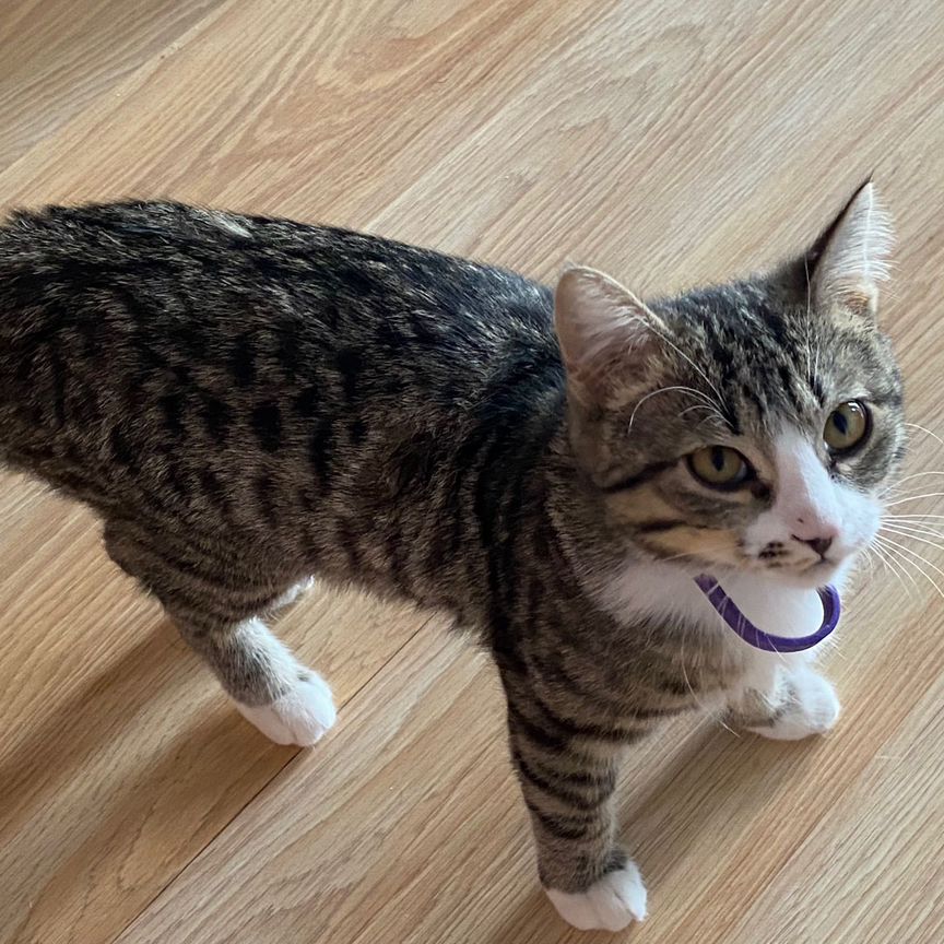 Котенок 6 месяцев