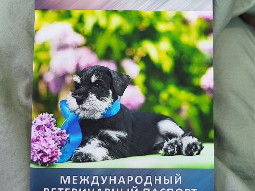 Щенки цвергшнауцера серебро