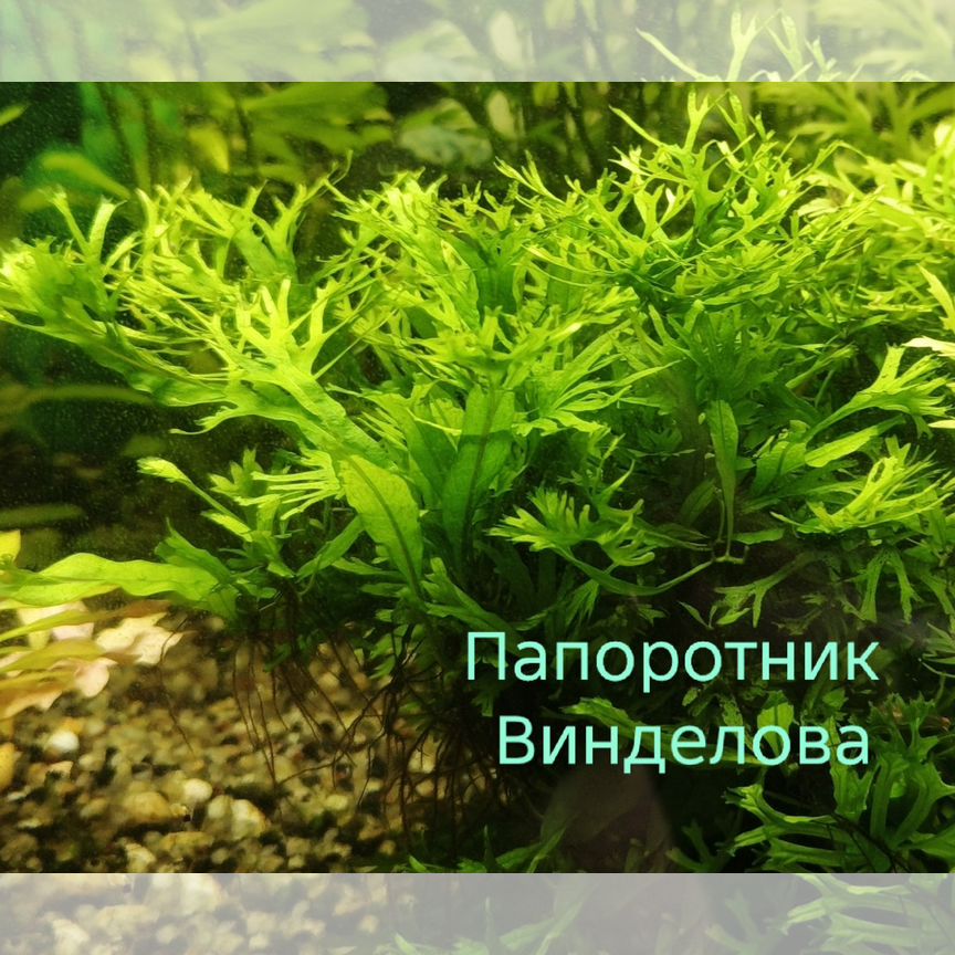 Аквариумные растения