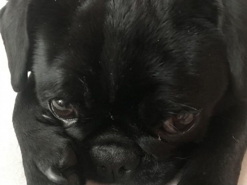 Мопс девочка