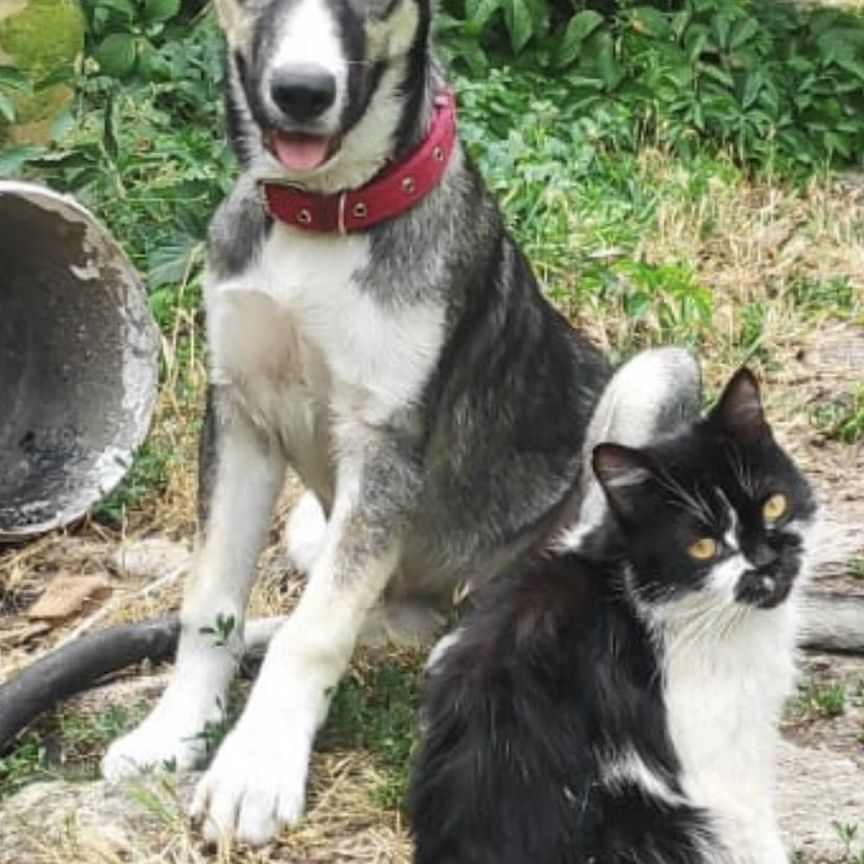 В добрые руки красота