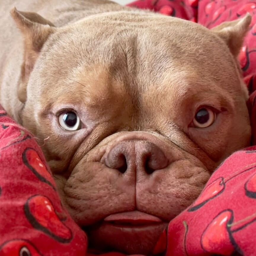 Американский булли экзот