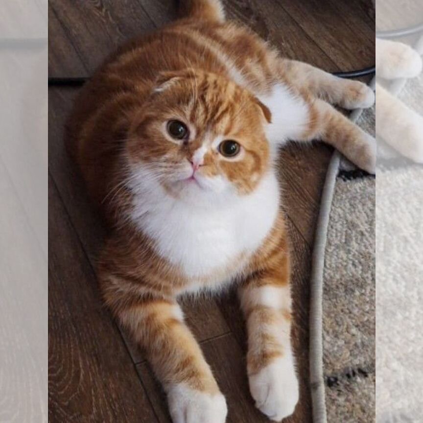 Шотландский вислоухий короткошёрстный кот, взрослый